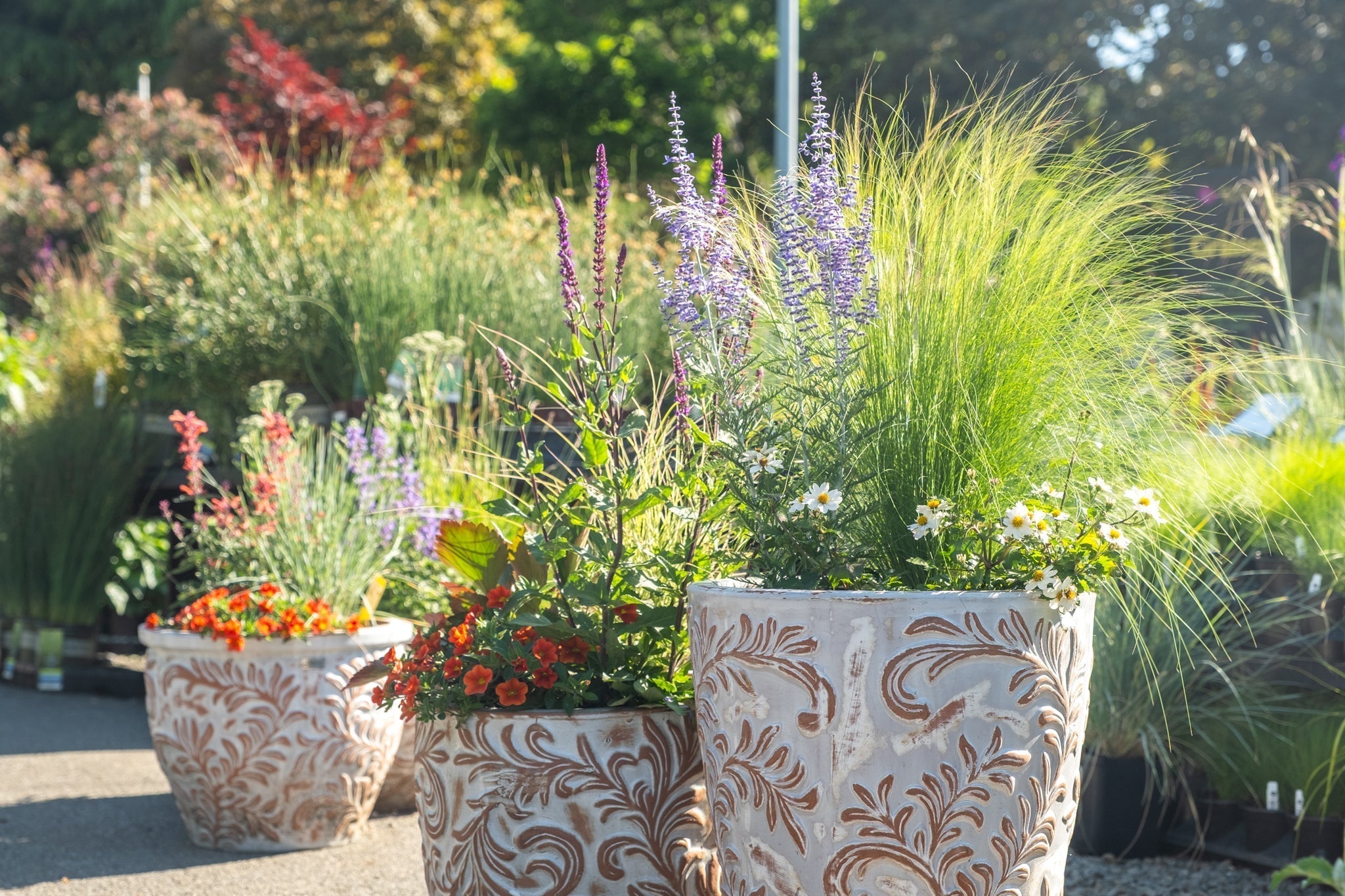 50+ of Our Favorite Container Plants – Cornell Farm