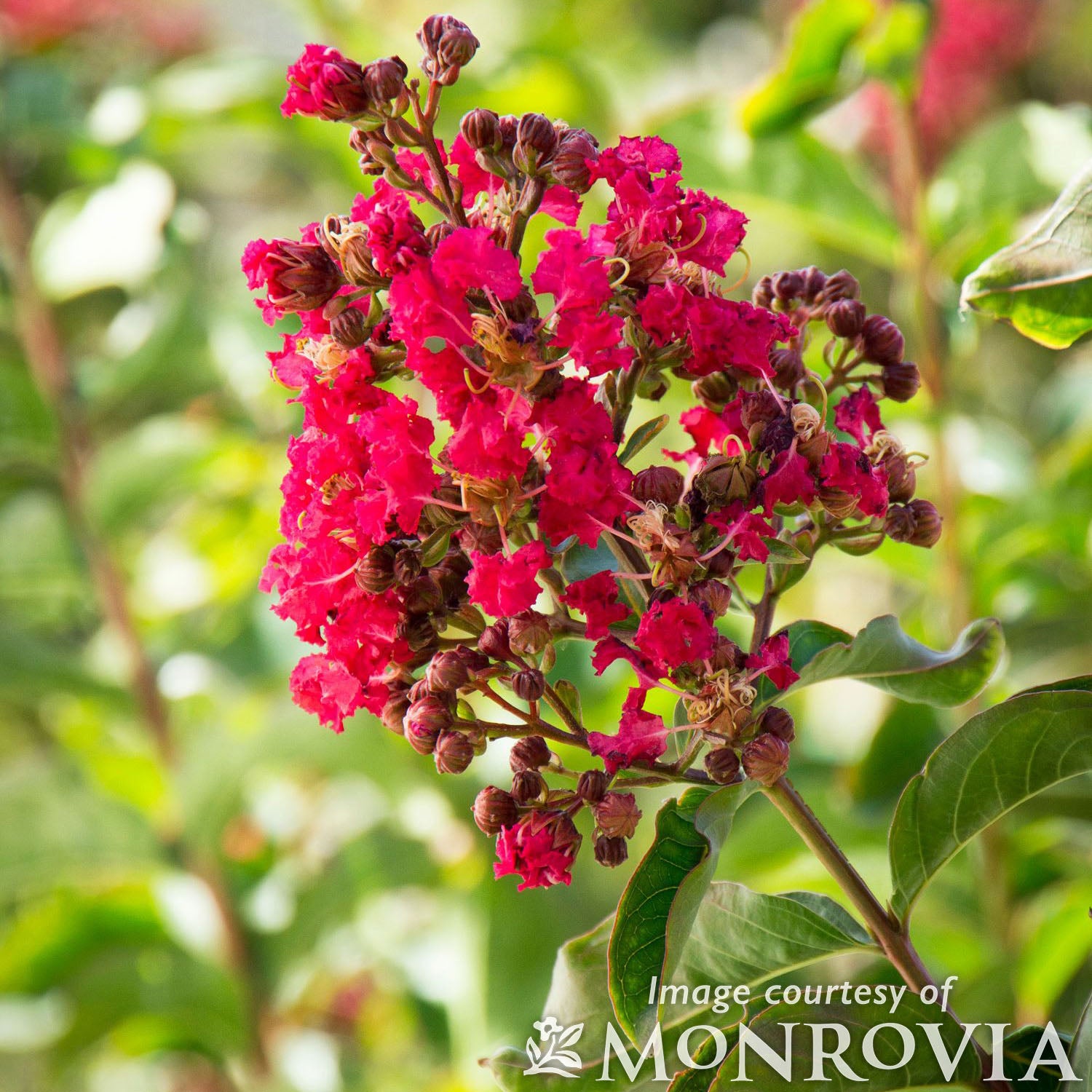 Lagerstroemia Arapaho 15gal Tree Crape Myrtle M/S Form red – Cornell Farm