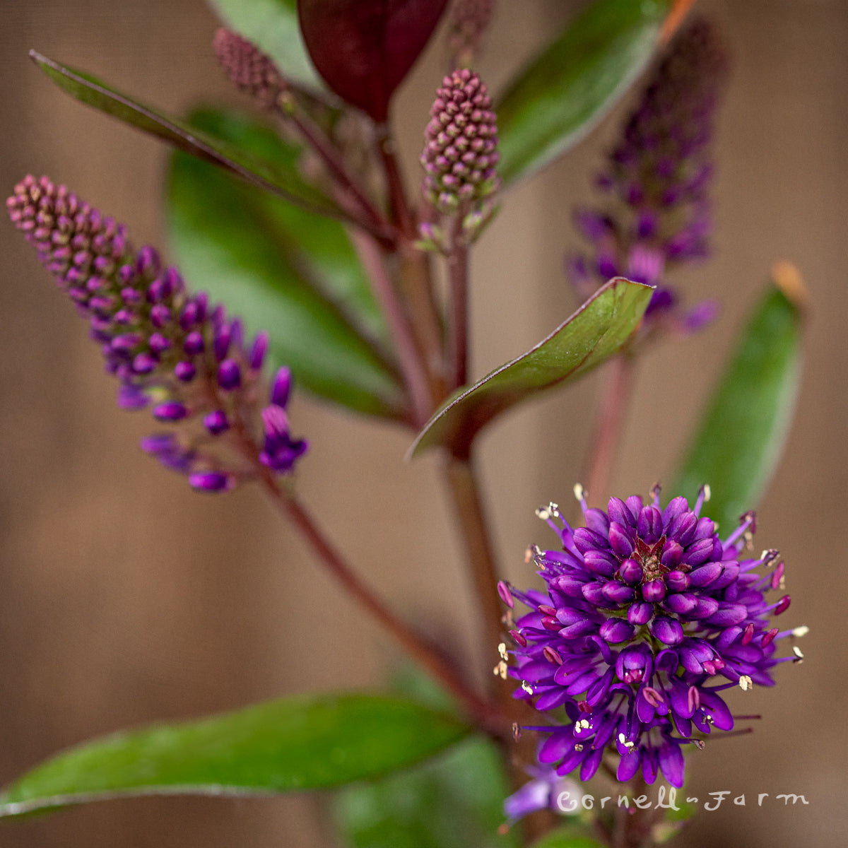 Hebe Amy 1gal#N#– Cornell Farm