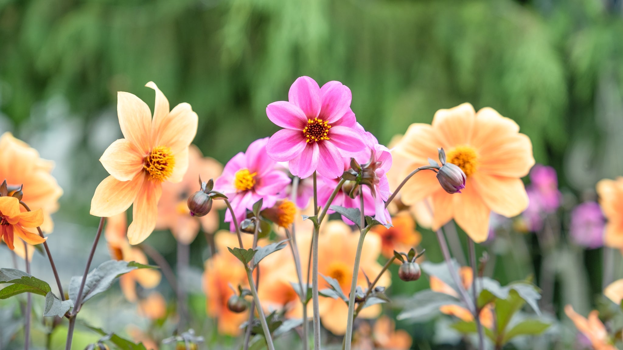 Flowers for Cutting – Cornell Farm