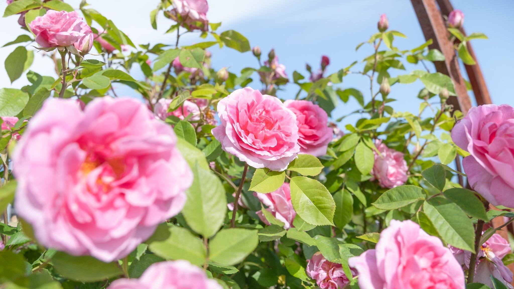 All About Roses – Cornell Farm