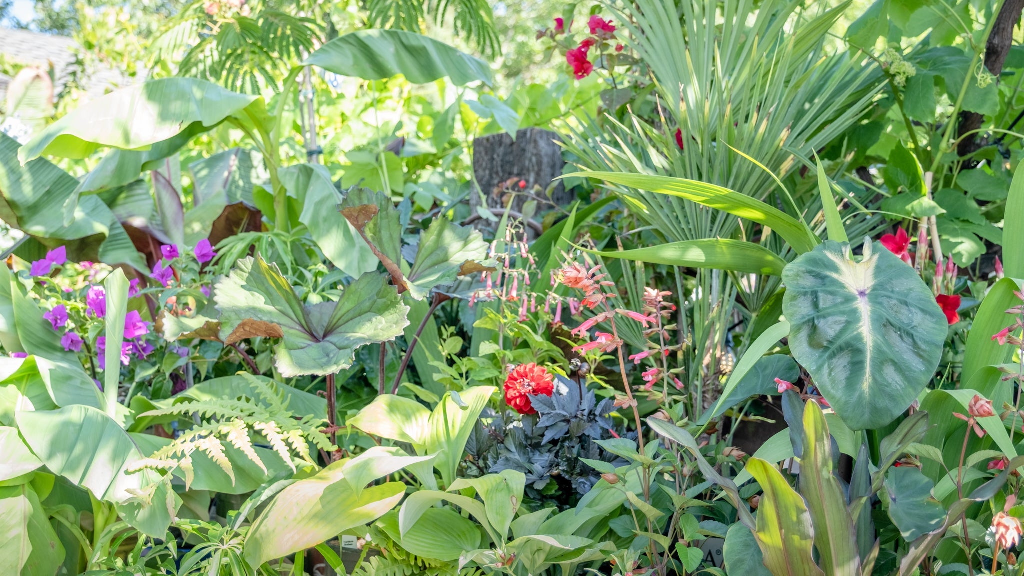 Creating a Tropical-Looking Garden – Cornell Farm