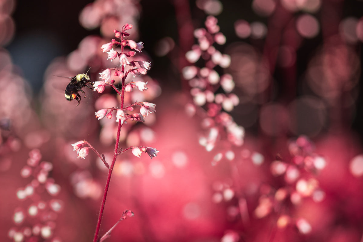 Pollinators #1: Plugging in to the Powerhouse Pollinator Network ...