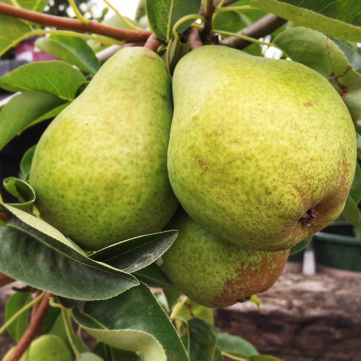 Fruit Trees – Cornell Farm