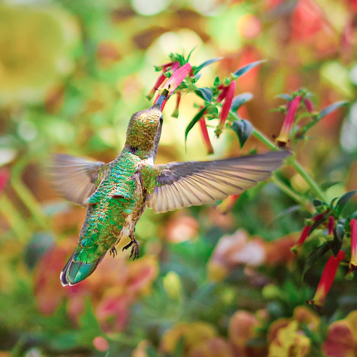 Hummingbird Plants – Cornell Farm