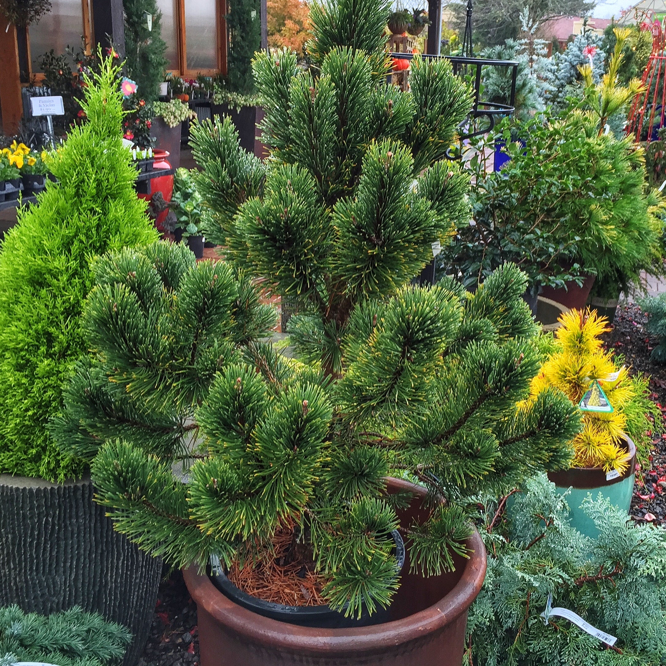Living Christmas Trees – Cornell Farm