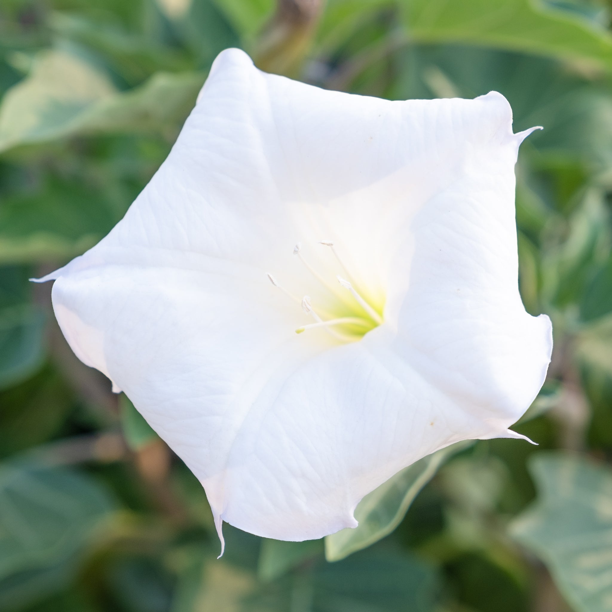 Moonlight Garden – Cornell Farm