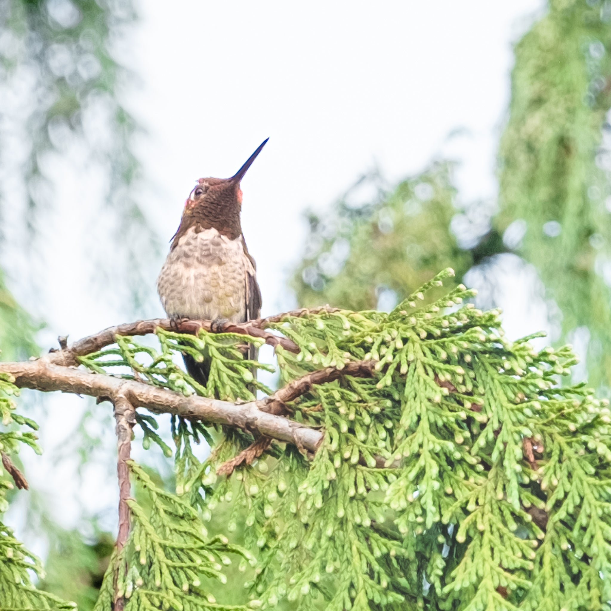 PNW Native Hummingbird Plants – Cornell Farm
