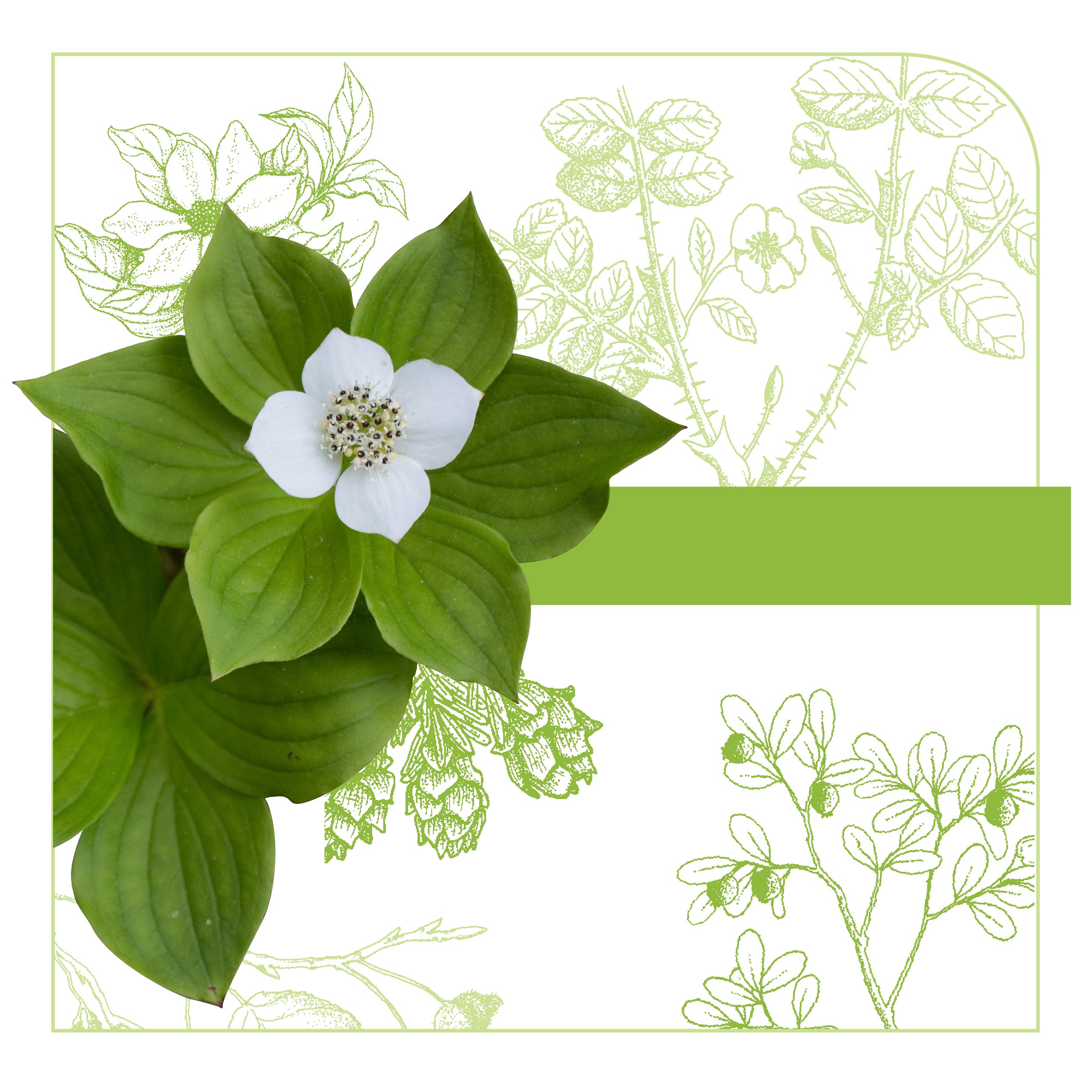 Portland Plant List – Cornell Farm