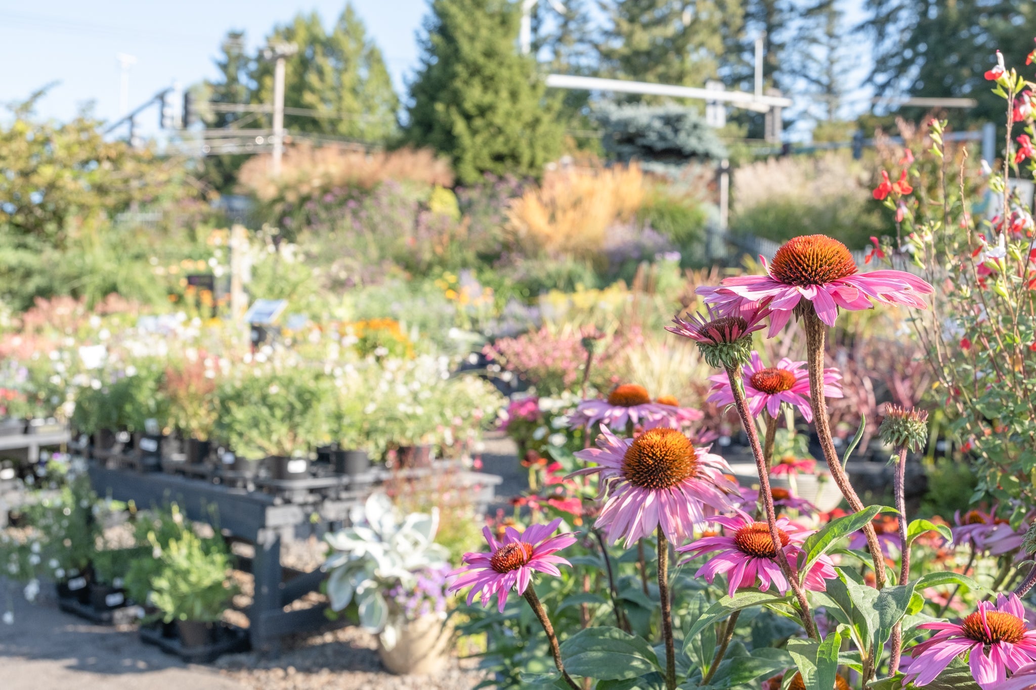 Perennials – Cornell Farm