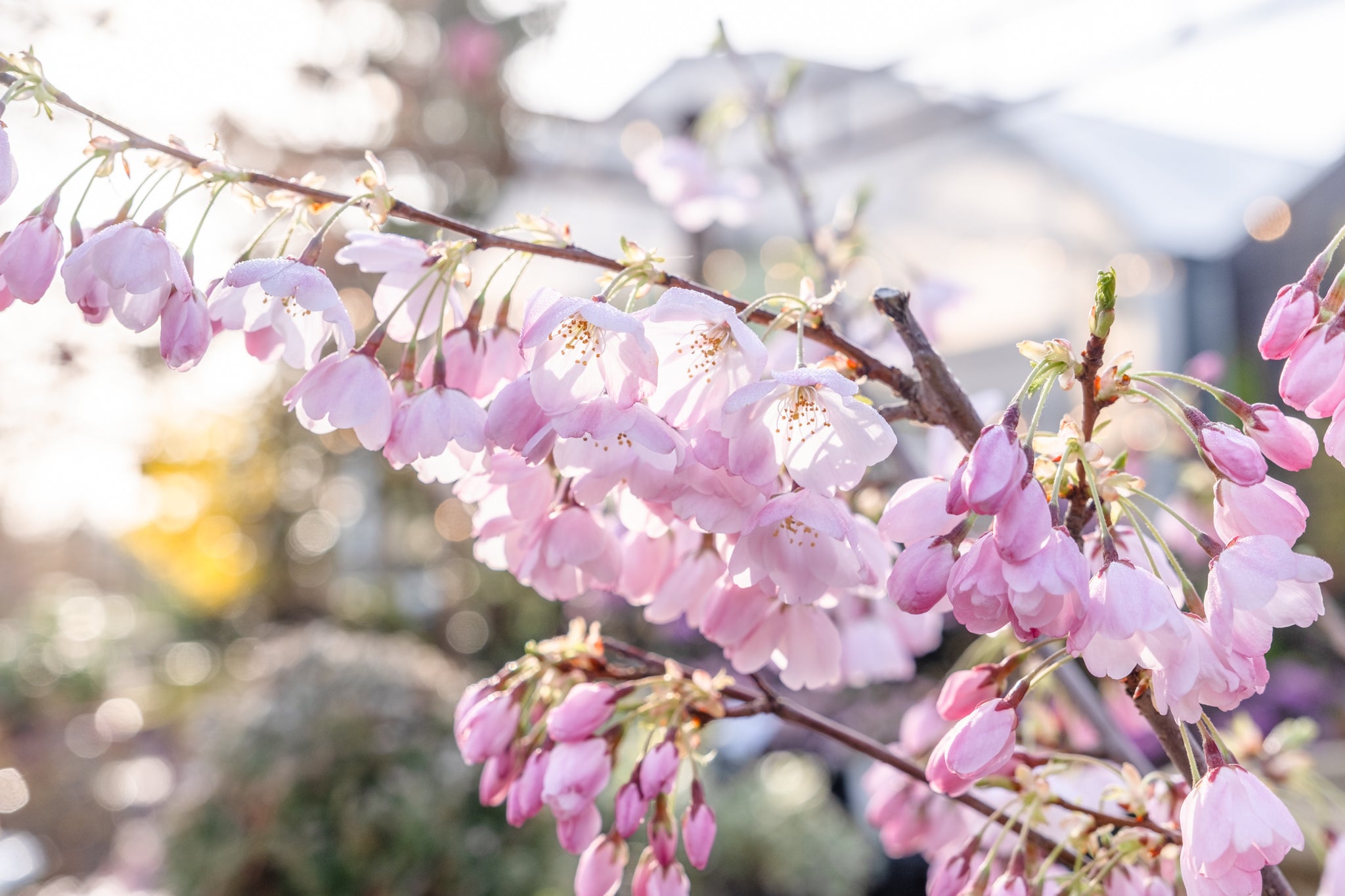 Trees Shrubs Cornell Farm