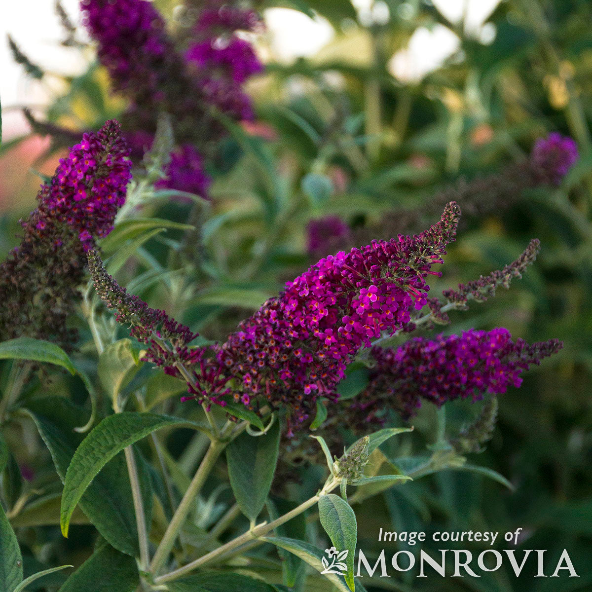 Buddleia x Miss Ruby 2gal Butterfly Bush – Cornell Farm