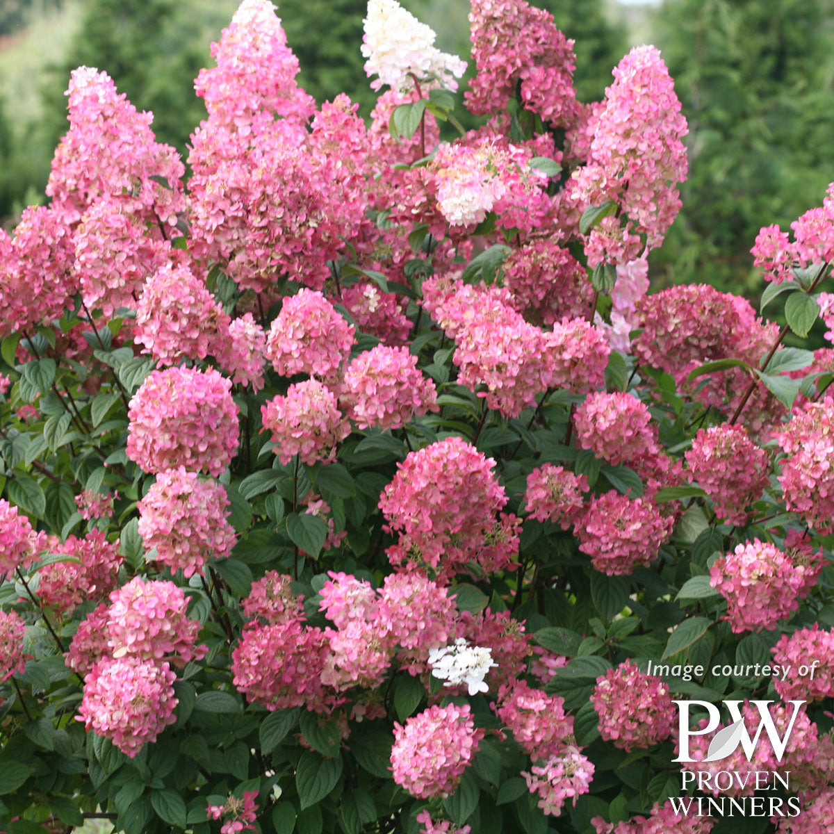 Hydrangea Fire Light 10gal STD – Cornell Farm