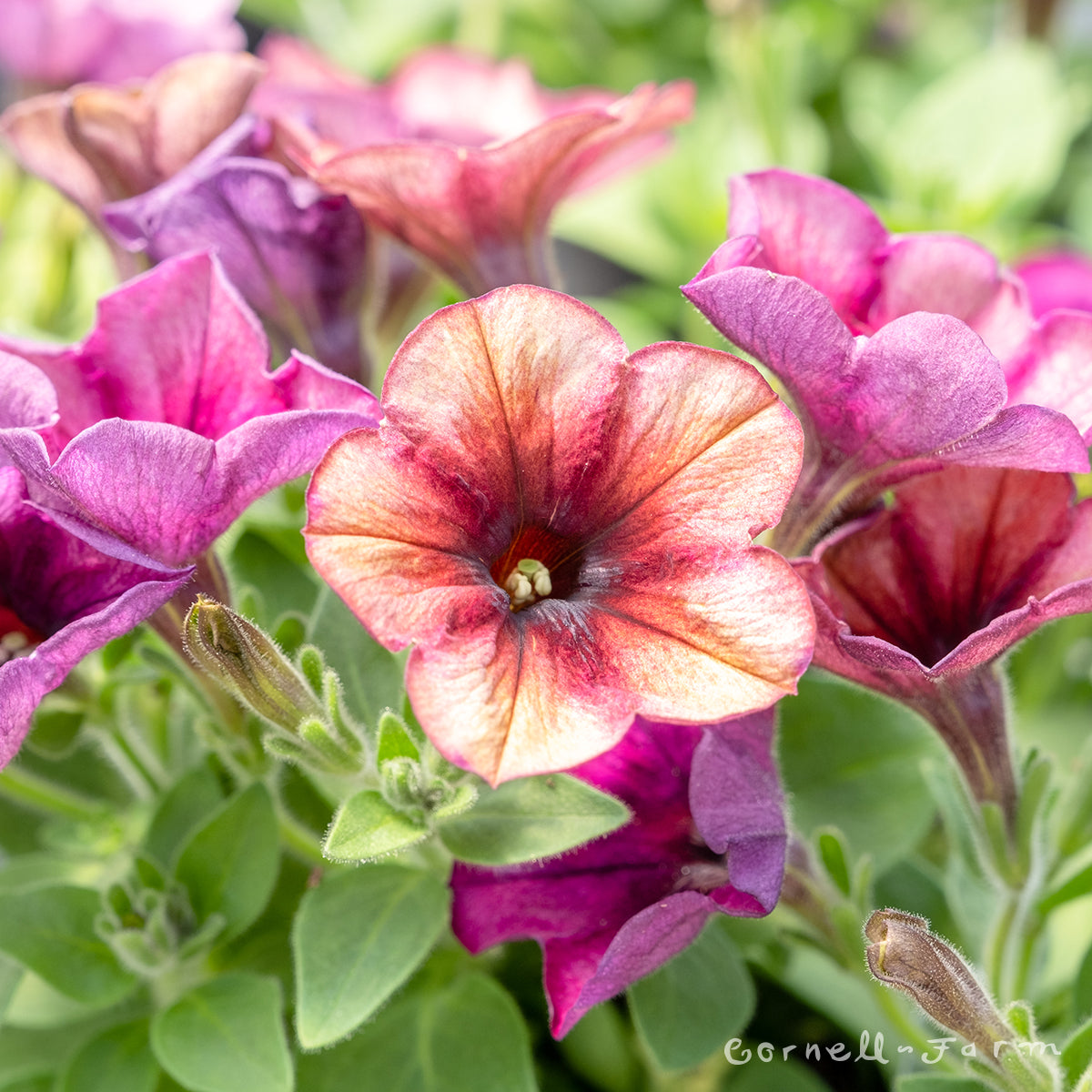 Petunia Autumn Mystery Cascadia 4.25in CF – Cornell Farm
