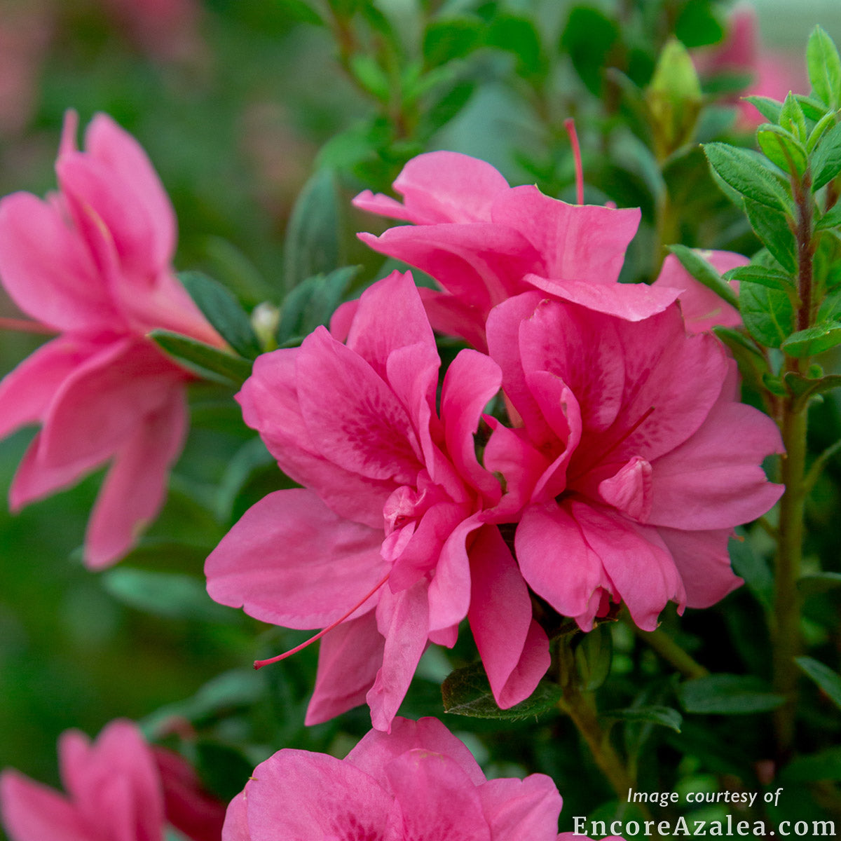 Azalea Autumn Empress 1gal Encore Azalea – Cornell Farm
