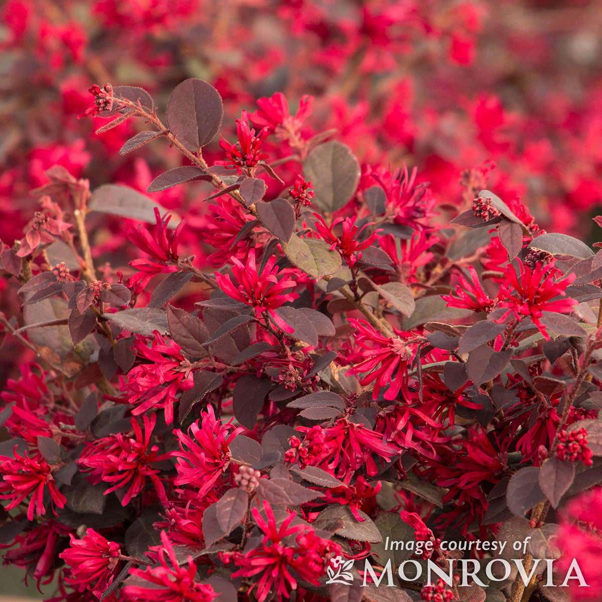 Loropetalum c Ever Red 5gal Fringe Flower – Cornell Farm