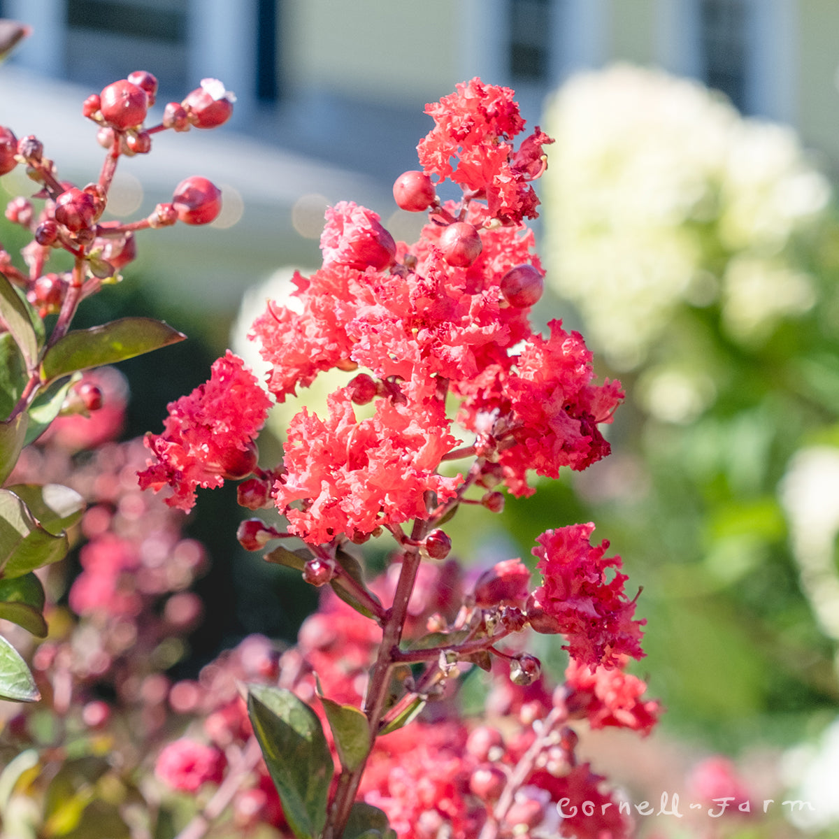 Lagerstroemia Princess Zoey 10gal Dwarf Crape Myrtle – Cornell Farm