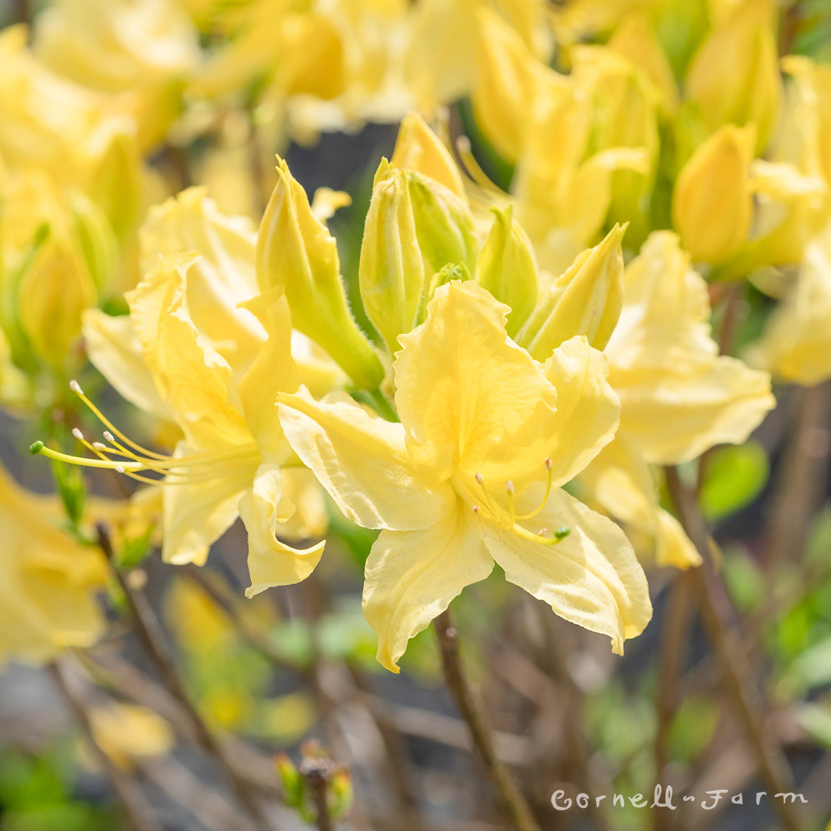 Azalea Lemon Lights 3 gal Deciduous Azalea – Cornell Farm