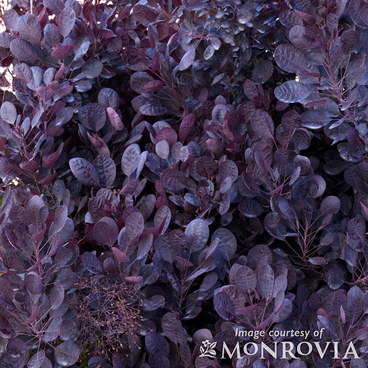Cotinus coggygria Lilla 5gal Smoke Bush – Cornell Farm