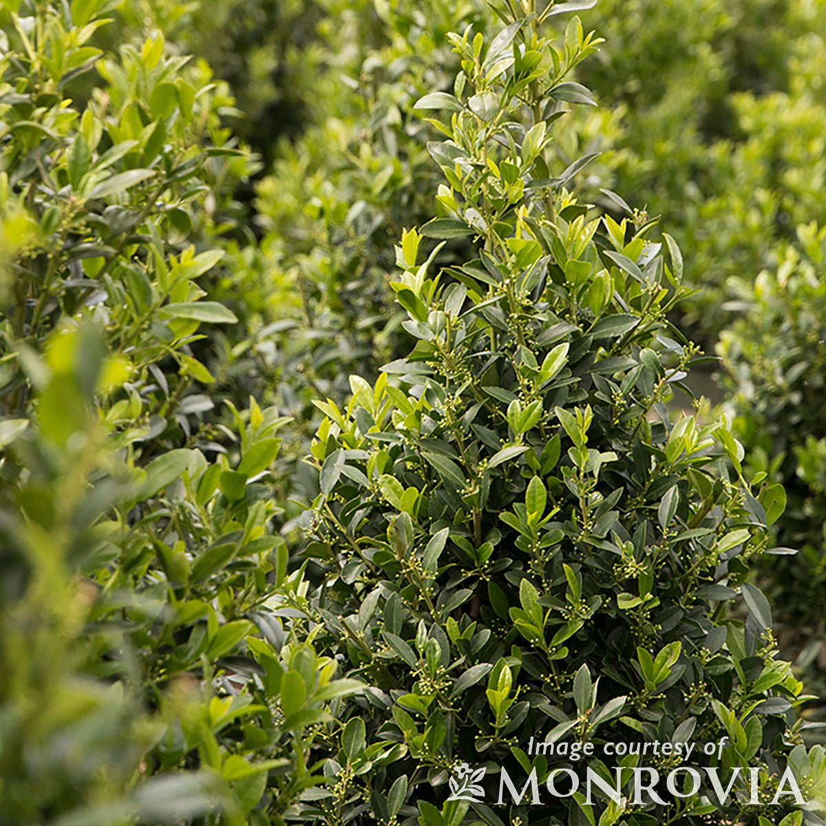 Ilex x Emerald Colonnade 2gal male Holly – Cornell Farm