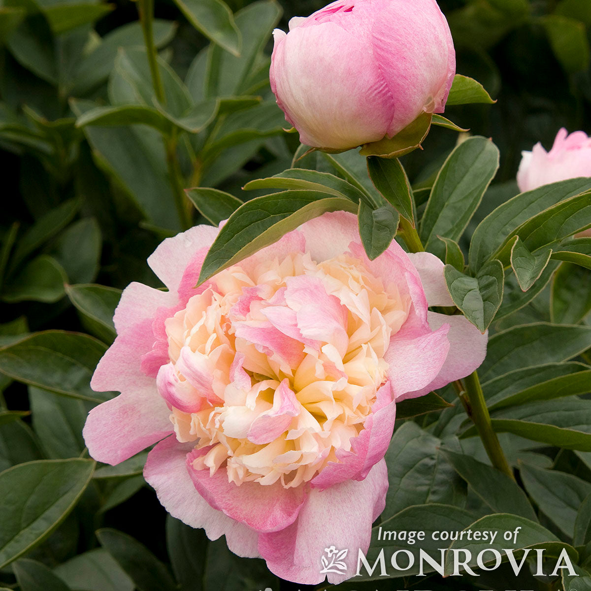 Paeonia Raspberry Sundae 2gal Peony – Cornell Farm