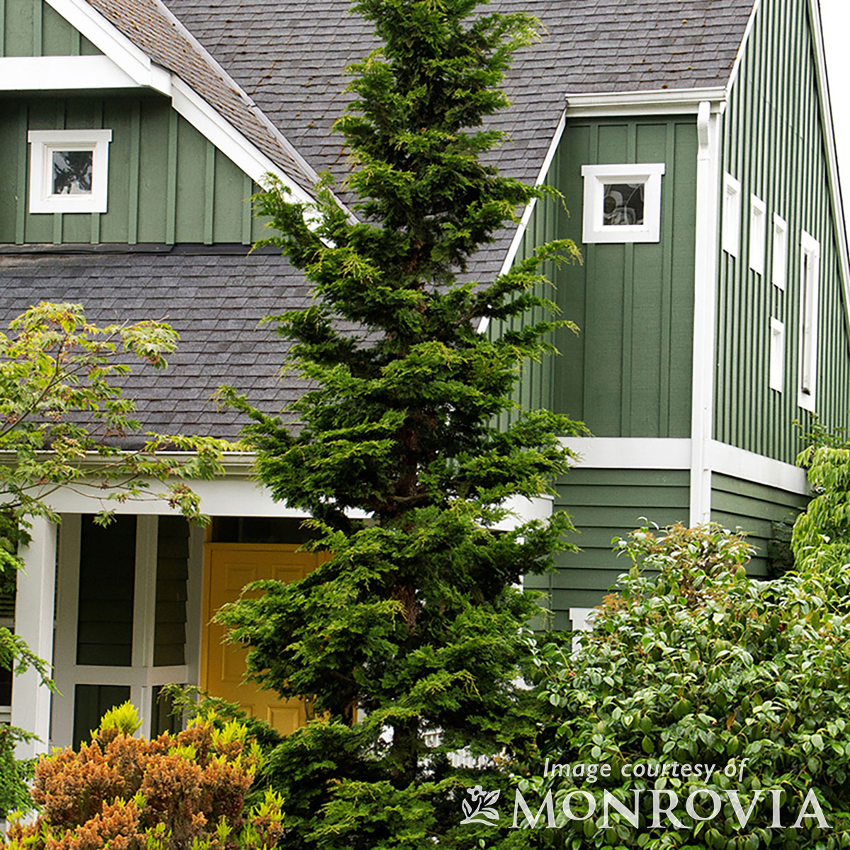 Chamaecyparis o. Gracilis Hinoki Cypress 7gal Slender Hinoki – Cornell Farm