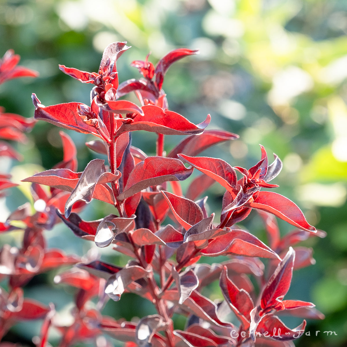 Lagerstroemia Vanilla Gelato 2gal Dwarf Crape Myrtle Shrub Form ...