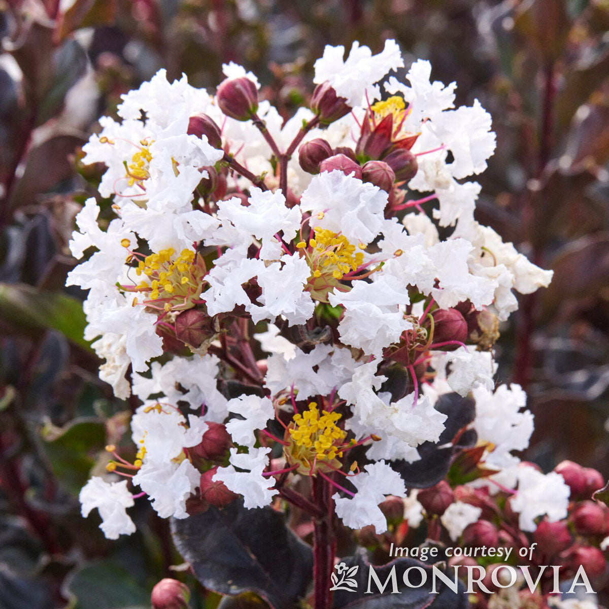 Lagerstroemia indica Summerlasting Coconut 5gal PT Crape Myrtle White ...