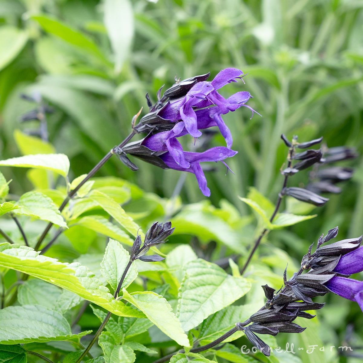 Salvia Bodacious Hummingbird Falls Qrt. CF – Cornell Farm