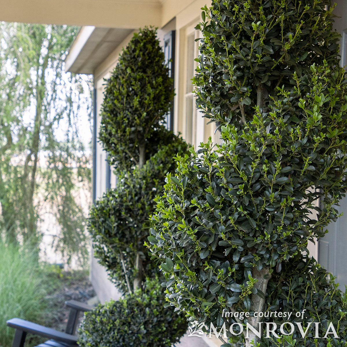 Ilex x Emerald Colonnade 5gal male Holly Spiral – Cornell Farm