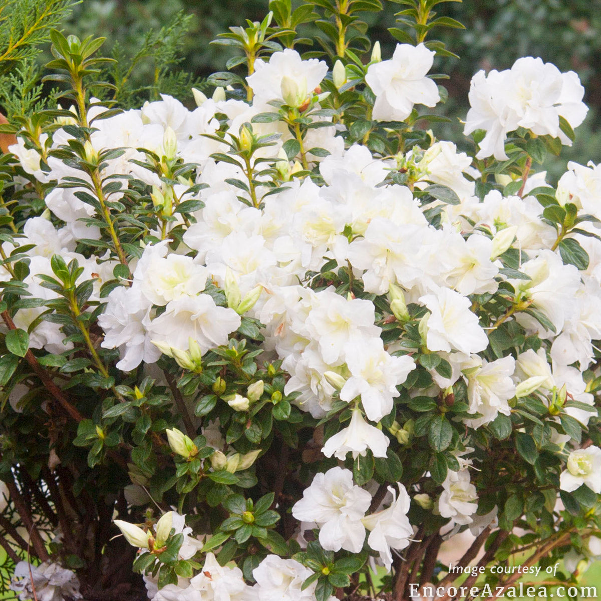 Azalea Autumn Moonlight 1gal Encore – Cornell Farm