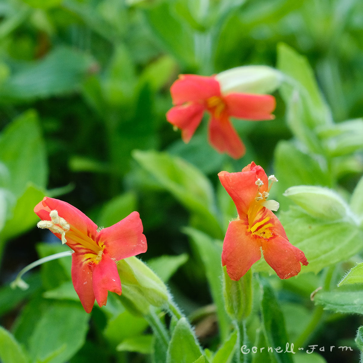 Mimulus cardinalis 4in Red Monkey Flower – Cornell Farm