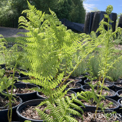 Athyrium filix-femina 1gal Lady Fern – Cornell Farm