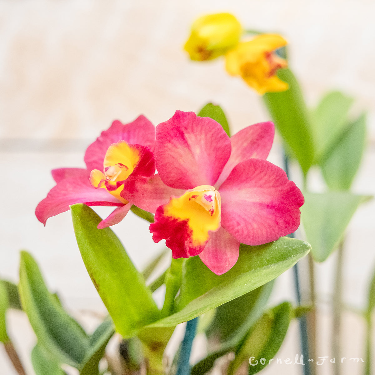 Hawaiian Orchids Assorted Species 4in Mother's Day Mix – Cornell Farm