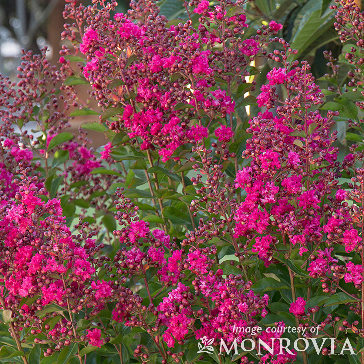Lagerstroemia x Tonto 5gal Crape Myrtle Shrub Form – Cornell Farm