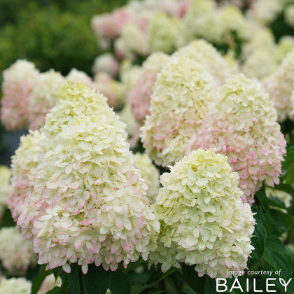 Hydrangea p. Limelight Prime 3gal – Cornell Farm
