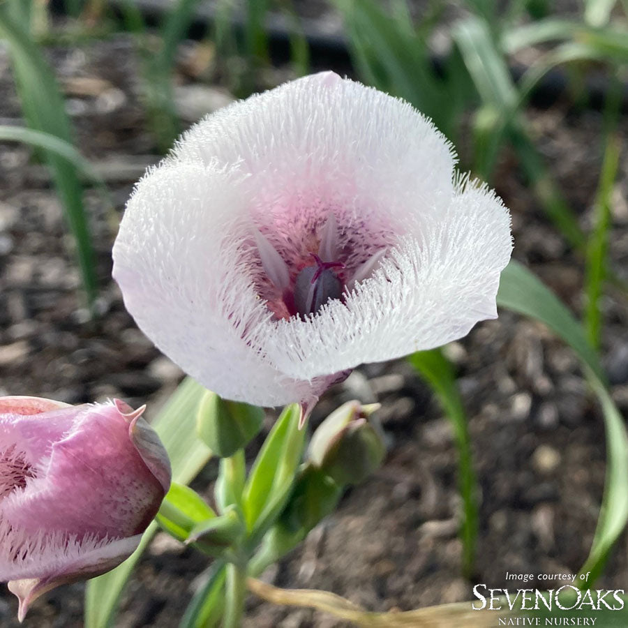 Calochortus tolmiei 4in Tolmie's Star Tulip – Cornell Farm