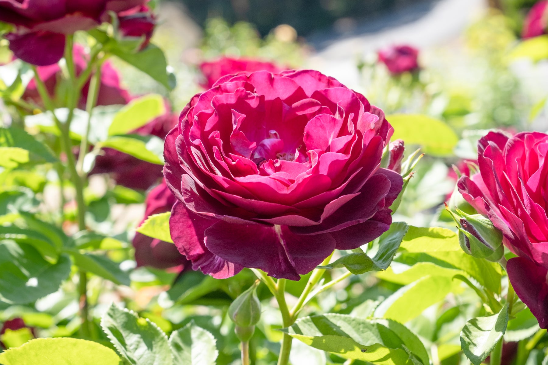 Cornell Farm Nursery & Cafe