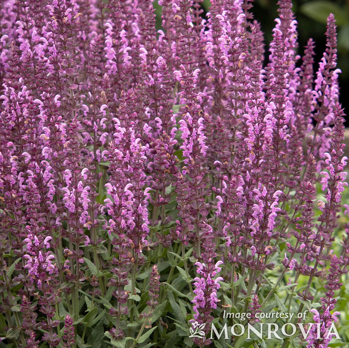 Salvia nemorosa Apex Pink 1gal – Cornell Farm