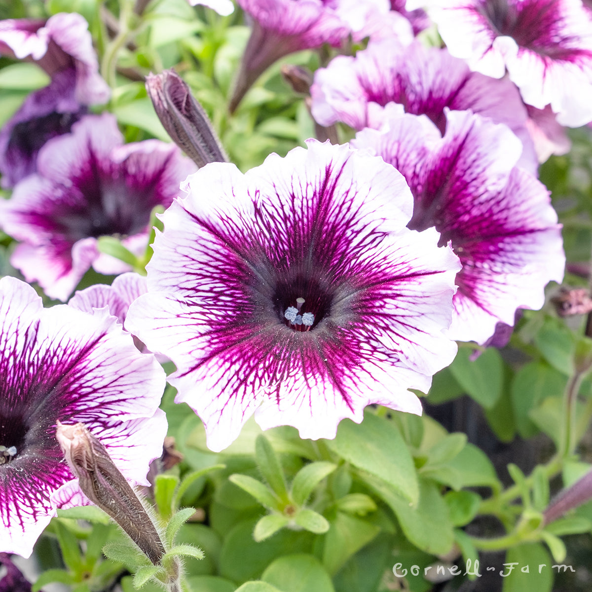 Petunia Blackberry Vein Headliner 4.25in CF – Cornell Farm