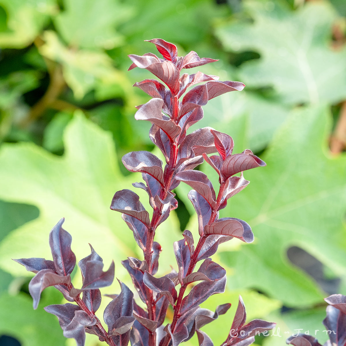 Lagerstroemia Raspberry Gelato 2gal Dwarf Crape Myrtle Shrub Form ...