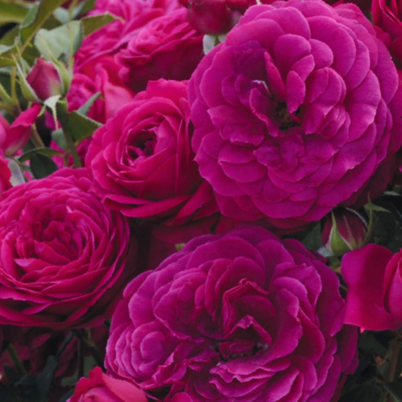 Rose Tree Celestial Night 5gal PT 24" Floribunda – Cornell Farm