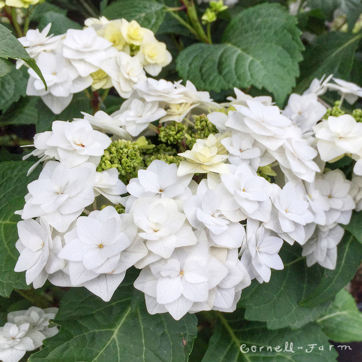 Hydrangea m. Wedding Gown 2gal – Cornell Farm