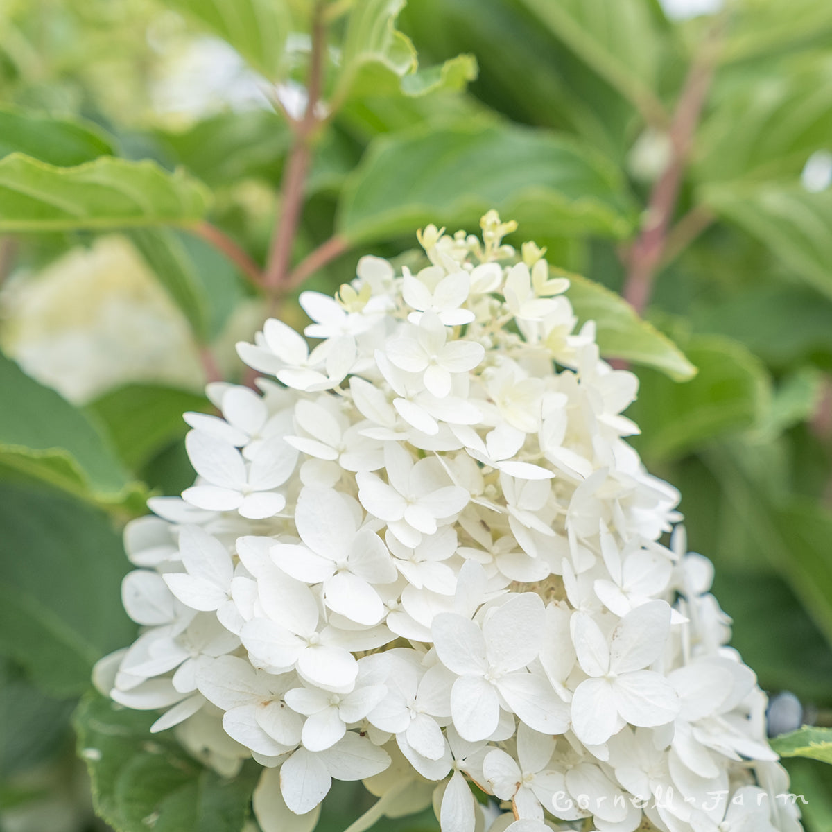 Hydrangea p. Phantom 7gal PT – Cornell Farm
