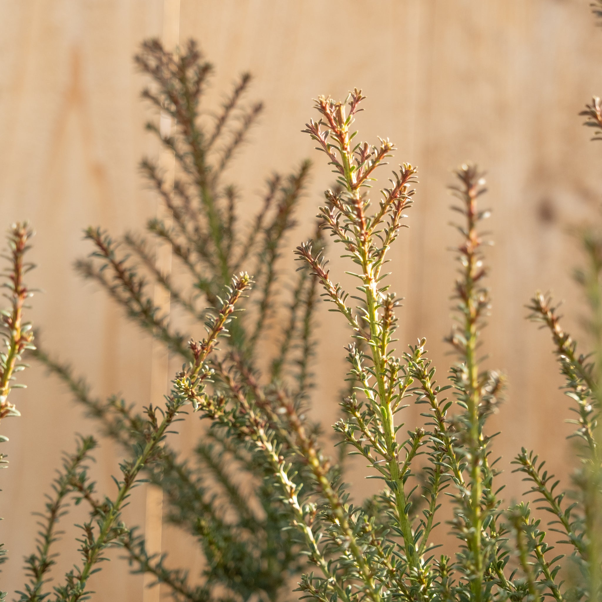 Podocarpus x Red Tip 2gal Mountain Plum Pine – Cornell Farm