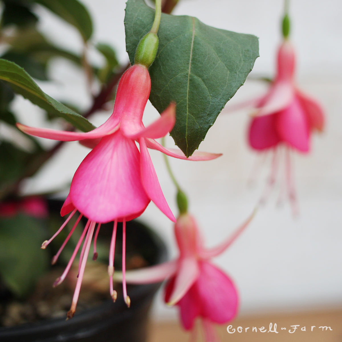 Fuchsia June Bride 4.25in CF – Cornell Farm