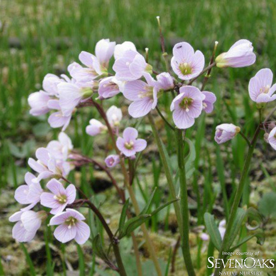 Cardamine nuttallii 4in Nuttall's Toothwort – Cornell Farm