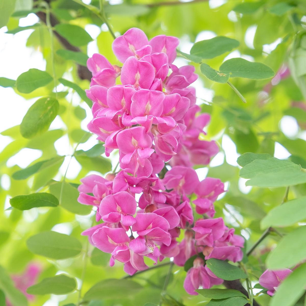 Robinia p. Purple Robe Locust 15gal – Cornell Farm