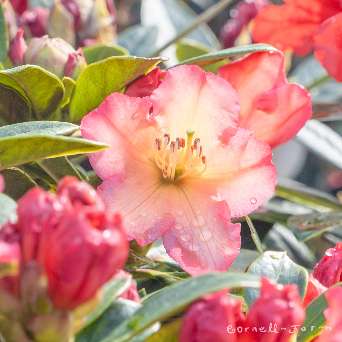 Rhododendron Unique Marmalade 2gal – Cornell Farm