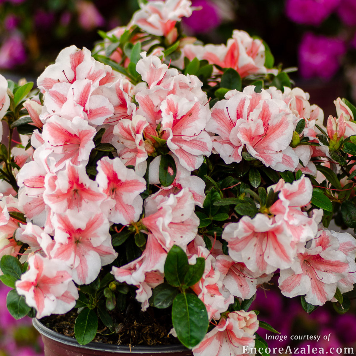 Azalea Autumn Starburst 1gal Encore – Cornell Farm